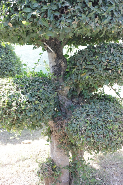 Resume - Kelly Bootstrap Template