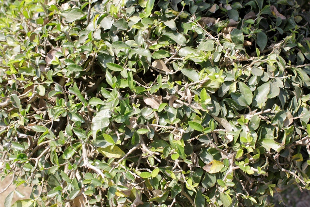 Resume - Kelly Bootstrap Template