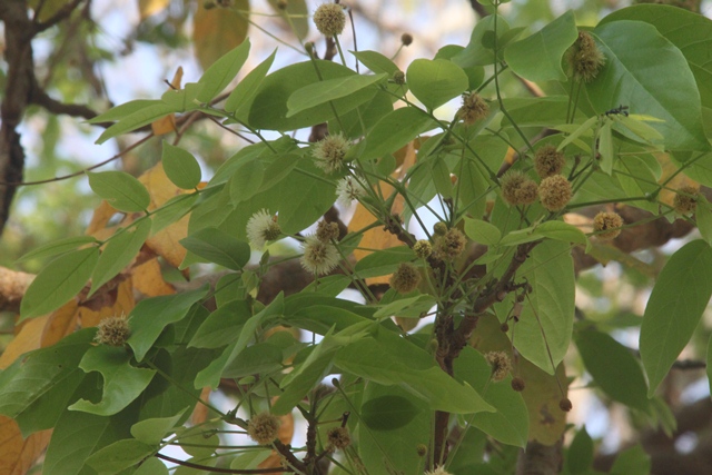 Resume - Kelly Bootstrap Template