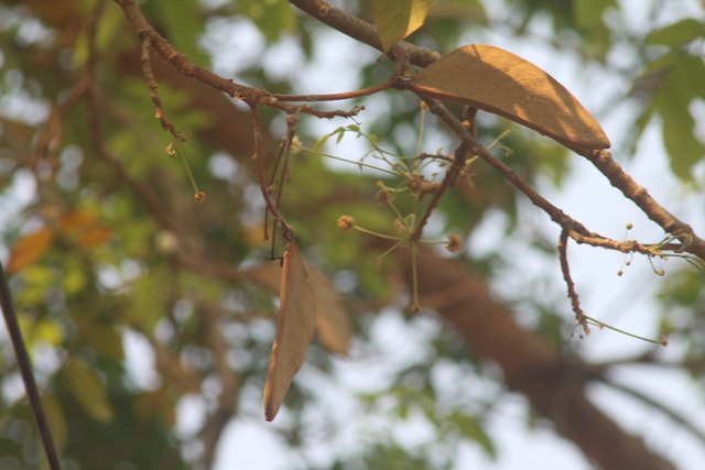 Resume - Kelly Bootstrap Template