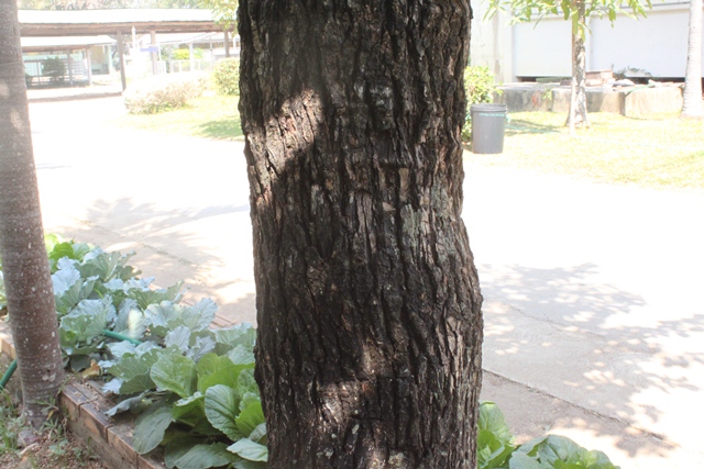 Resume - Kelly Bootstrap Template