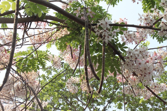 Resume - Kelly Bootstrap Template