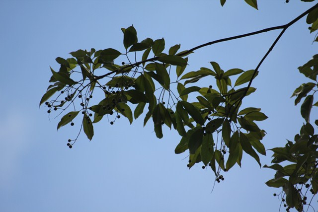 Resume - Kelly Bootstrap Template