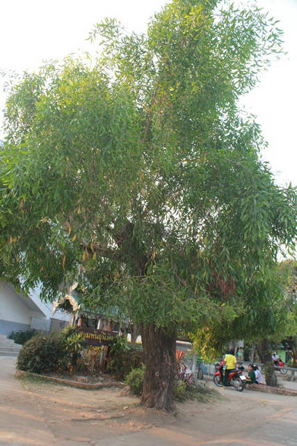 Resume - Kelly Bootstrap Template